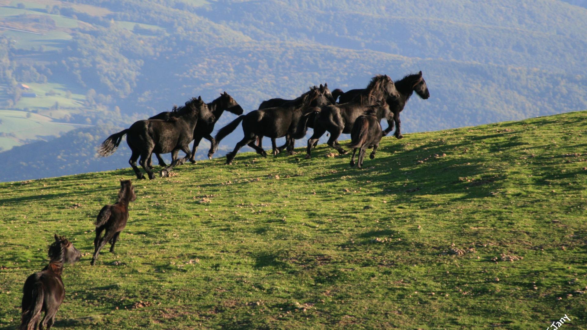 Horseback riding | Official website of the Office de Tourisme des ...