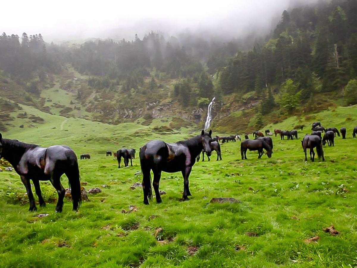 Transhumance en Pyrénées Cathares | Site Officiel de l'Office de ...